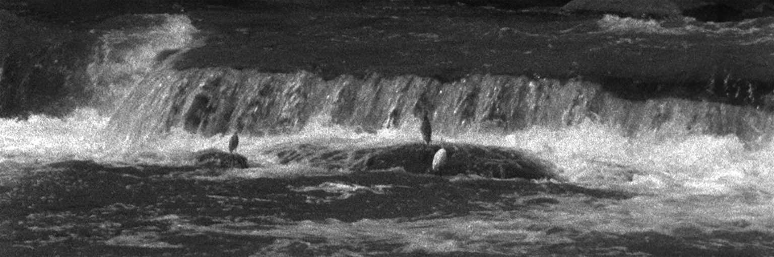 David Lynch: Catching the Big Fish | The Culturium